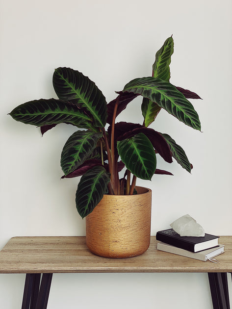 Calathea Warscewiczii Care guide – Quirky Plants