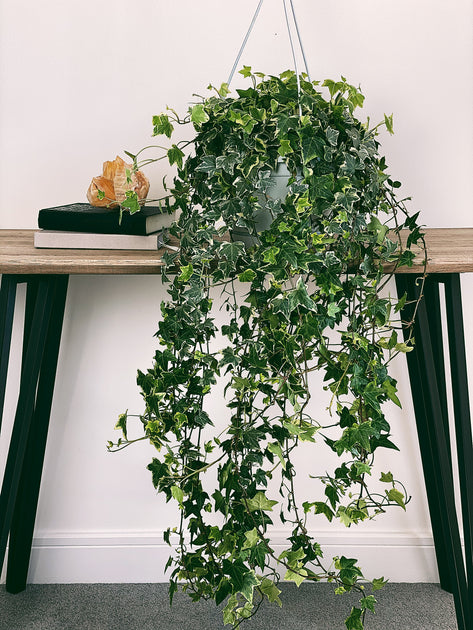 English Ivy Care Guide – Quirky Plants