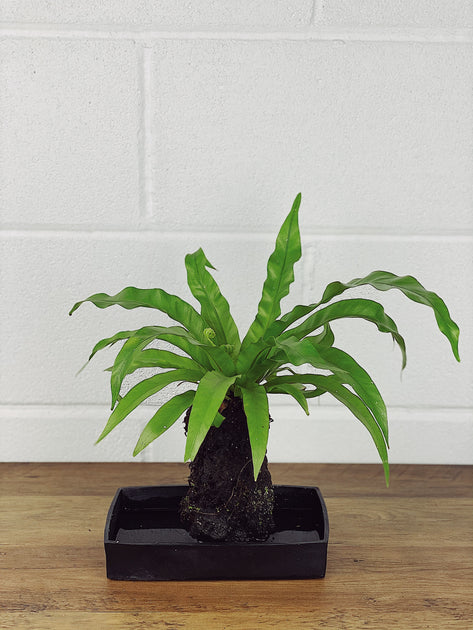 Lava Rock Care Guide – Quirky Plants