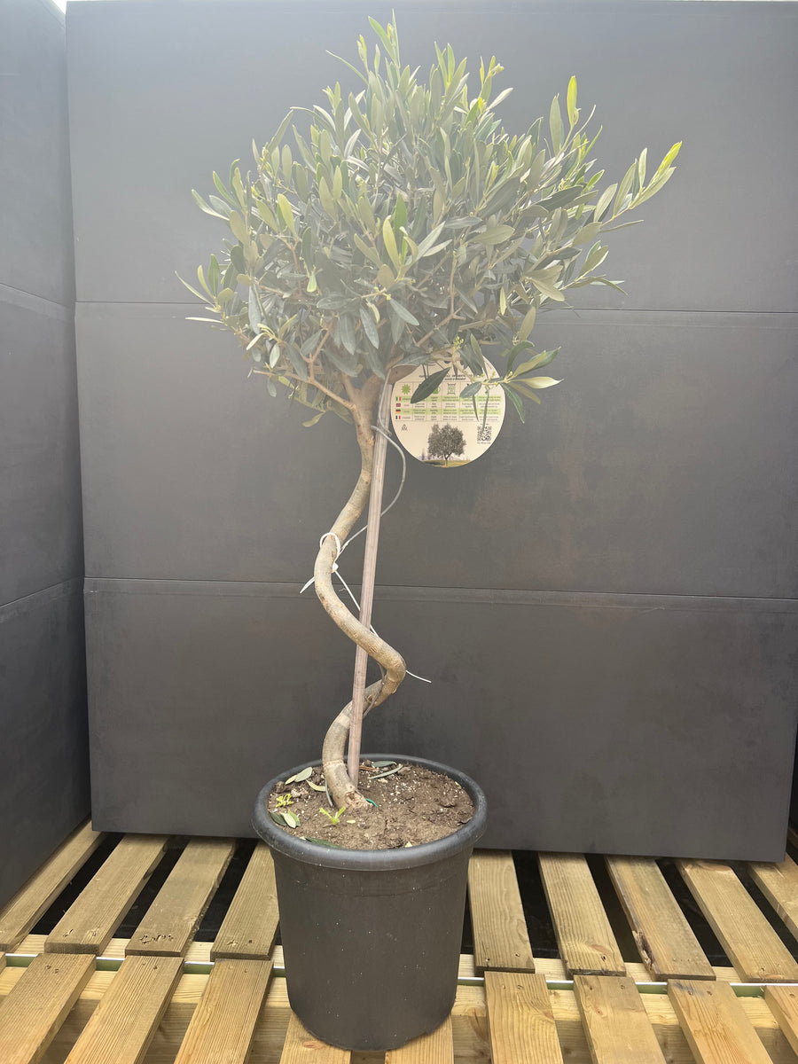 Oliver – Quirky Plants