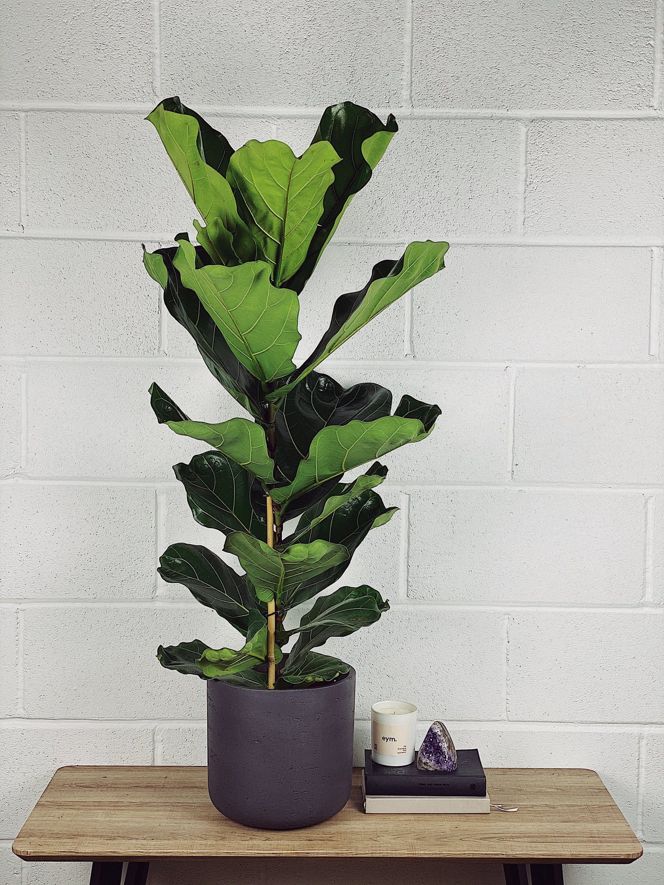 Fiona the Fiddle Leaf Fig Tree | Ficus Lyrate |Quirky Plants