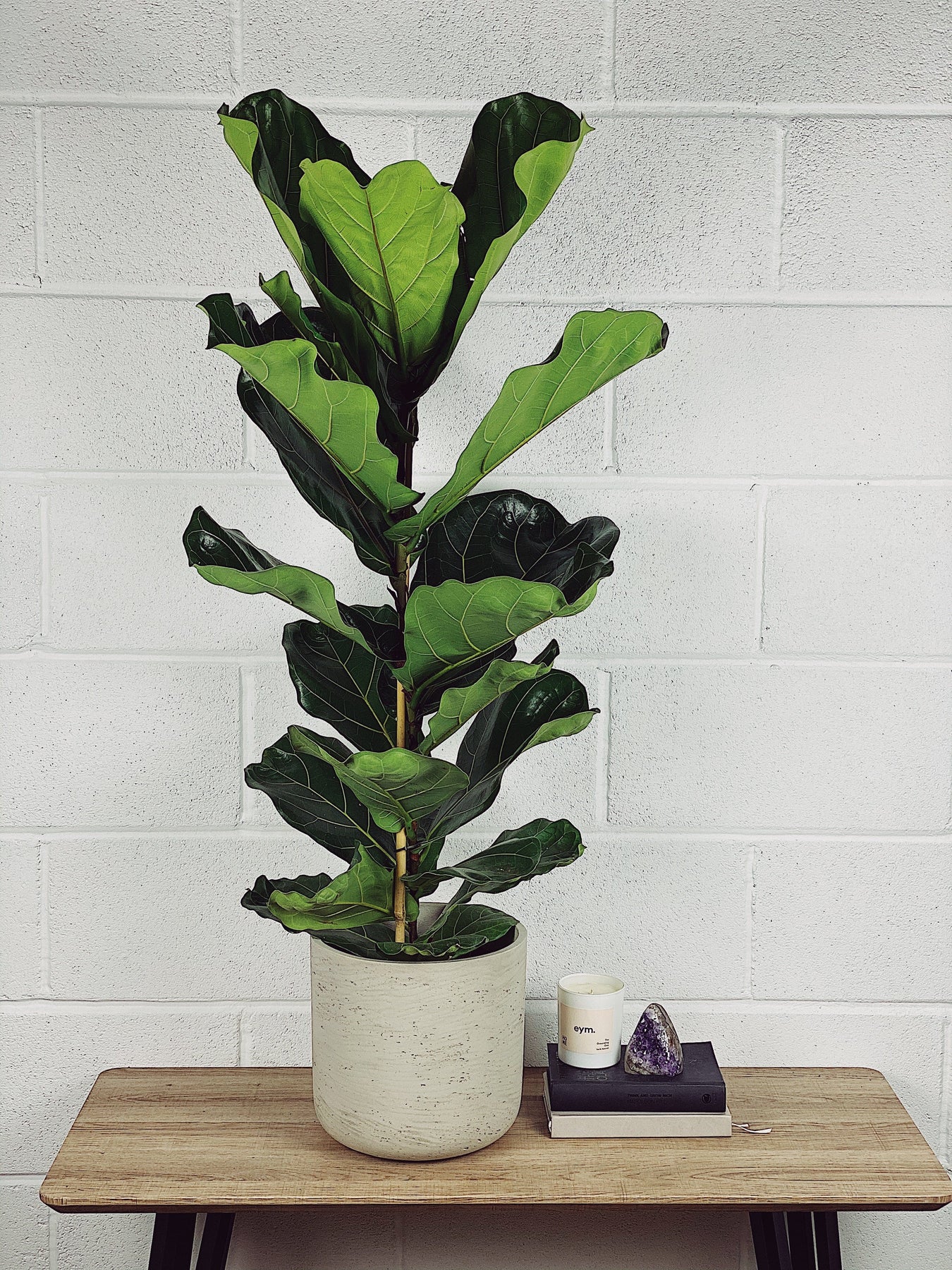 Fiona the Fiddle Leaf Fig Tree | Ficus Lyrate |Quirky Plants