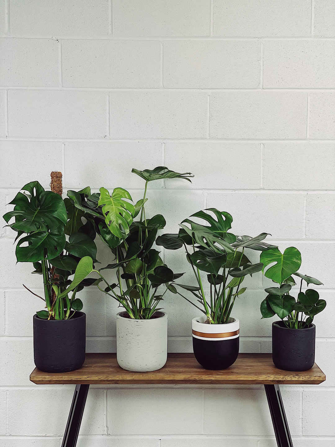 Plant delivery store