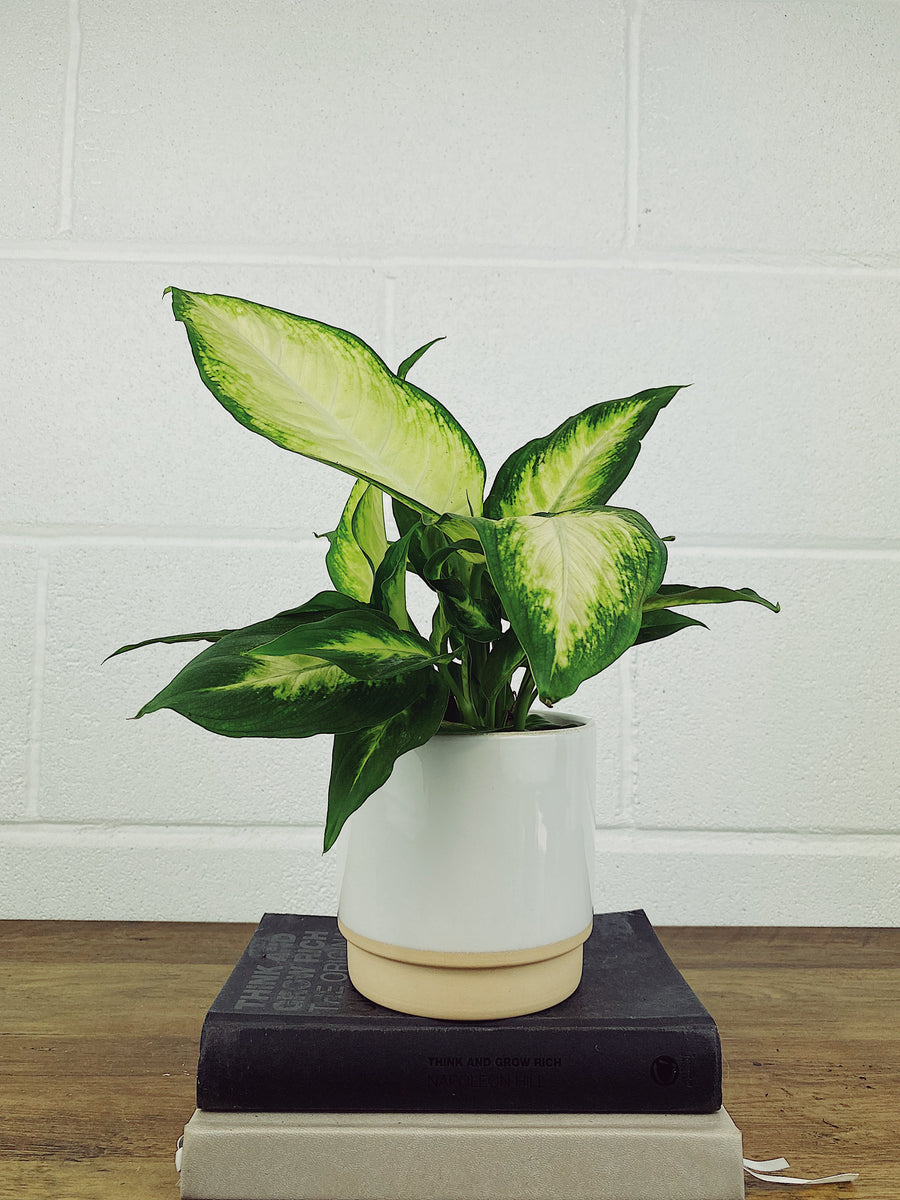White Two Tone Pot – Quirky Plants