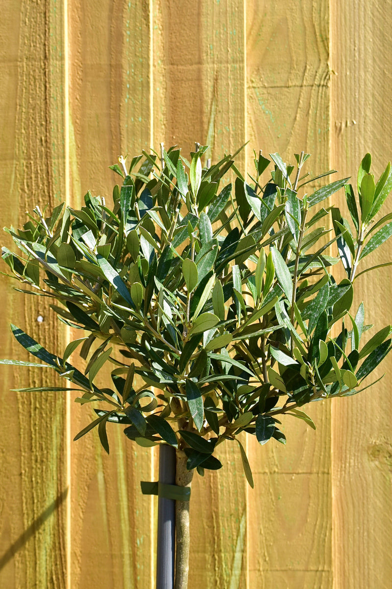 Olivia - The Olive Tree/Quirky Plants