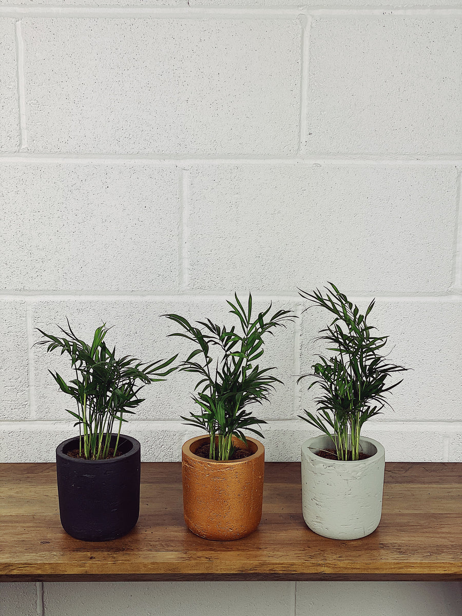 Baby the Areca Palm | Butterfly Palm | Quirky Plants