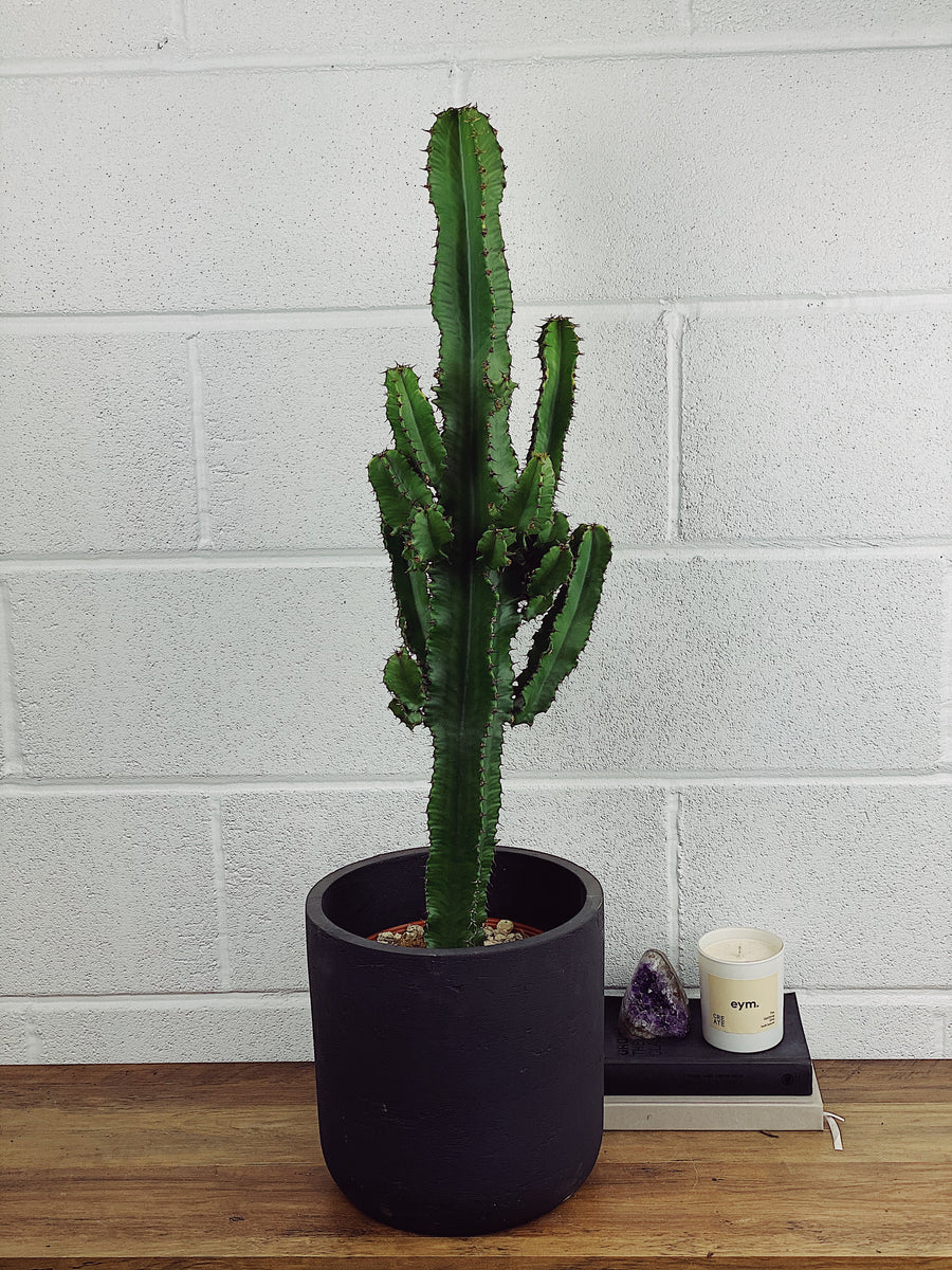 Carlos the Euphorbia Ingens | Large Cactus | Quirky Plants